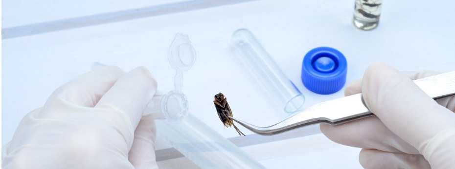 Crime-Fighting Insects: How to Become a Forensic Entomologist