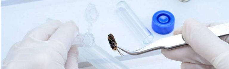 Crime-Fighting Insects: How to Become a Forensic Entomologist